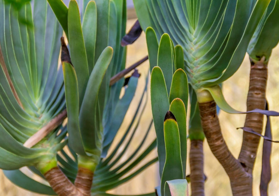 Scyppan Green – scyppan green