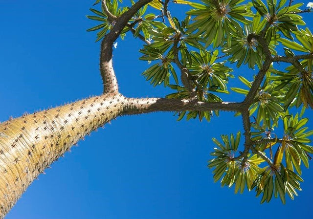 Scyppan Green – scyppan green